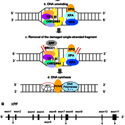 Structural characteristics and function of XPF as modified from KEGG ...