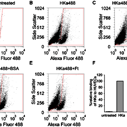 Ferritin inhibits binding of HKa to HUVECs.