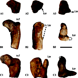 Evolution of the proximal extremity of femur’s shape throughout ontogeny.