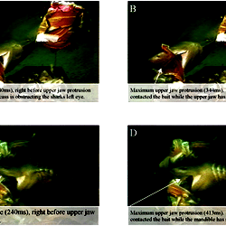 Examples of upper jaw protrusion and labial extension.