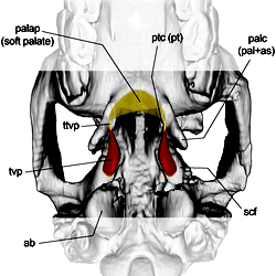 Hypothetical reconstruction of tensor veli palatini muscle and tendon ...