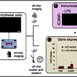 SEAM readouts after LPS stimulation.