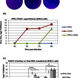 PPRV interferes FMDV replication.
