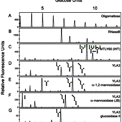 Identification of N-glycans by exoglycosidase digestion and DSA-FACE ...