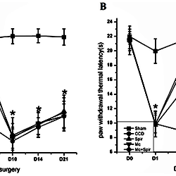 Intrathecal injection of spironolactone (Spir) improves pain behaviors ...