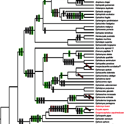 Phylogenetic tree of the full morphological dataset inferred using ...