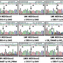 MED12 genomic mutations