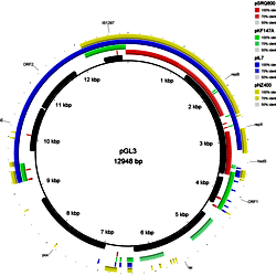 Plasmid map of pGL3 and DNA sequence similarity with other lactic ...