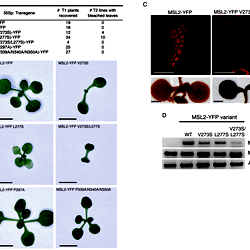 Mis-expression of MSL2-YFP V273S, L277S or V273S/L277S causes severe ...