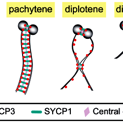 Synapsis and centromere pairing in mouse spermatocytes.