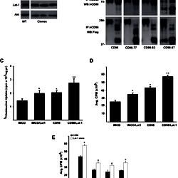 CD98hc and Lat-1 increase cell proliferation.
