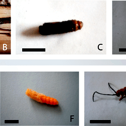 Growth stages of the two insect pests infesting on S. alba.