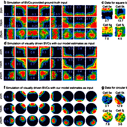 Boundary vector cell (BVC) responses (rate maps) for a square (top) and ...