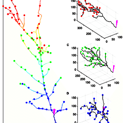 Tree and measurement locations without the non-imaged dendrites.