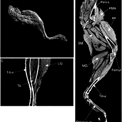 Reconstructed images of a mouse hindlimb following I2KI enhanced ...