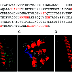 In silico prediction of Pra1-zinc binding.