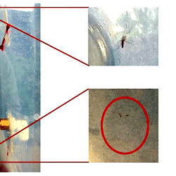 Mosquito excreta/feces collection in the modified “Large Passive Box Trap”.