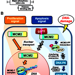 Schematic illustration of the structure of MCM2 and its functions in ...