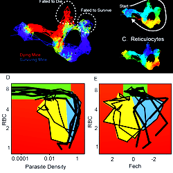 Disease maps of mice with warped disease spaces.