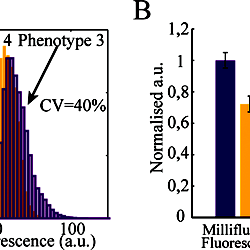 Comparison of YFP fluorescence obtained by cytometry and by lineage ...