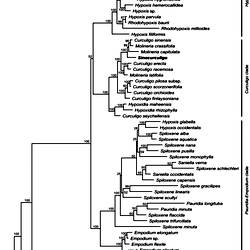 A phylogenetic tree of Bayesian inference consensus trees based on the ...