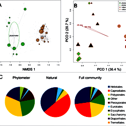 Differences in fungal community composition between phytometer and ...