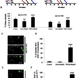 Zinc availability alters dauer formation, DAF-16 localization, and ...