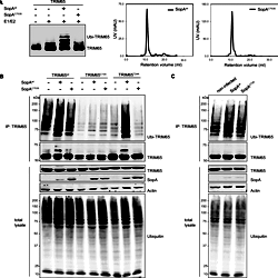 SopA enhances TRIM65 ubiquitination.