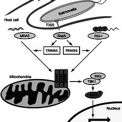 Proposed model for SopA action.
