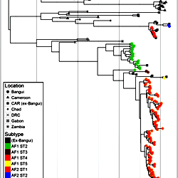 MCC tree of 162 sequences from the Central African Republic and other ...