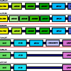 Gene duplication of BPGM in the cattle genome.