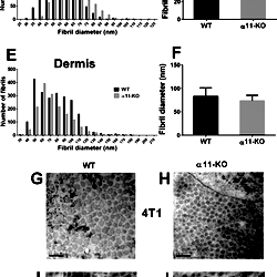 Collagen fibrils were analyzed using transmission electron microscopy ...