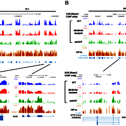Profiles of H3K36me3 and HP1a ChIP-chip at heterochromatin.