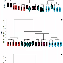 Cluster dendrograms.
