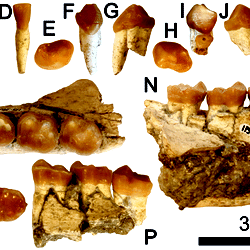 Dentognathic remains of Hispanopithecus laietanus IPS34575 from CF1.
