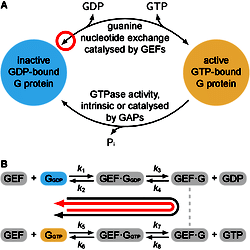 The activation of G proteins is regulated by GEFs and GTPase activity.