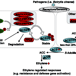 A model depicting the dual-level regulation of ACS activity by MPK3 ...