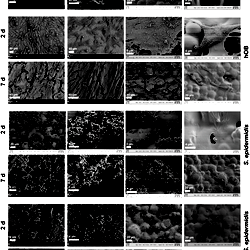 SEM images of different samples.