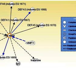 Alpha defensins activation pathway.