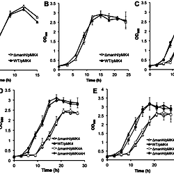 Growth curves of WT-pMK4, ΔmanH-pMK4, ΔmanH-pMK4A, and ΔmanH-pMK4AH ...