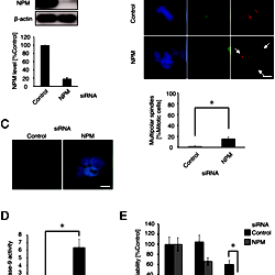 NPM knockdown induces multipolar spindles.