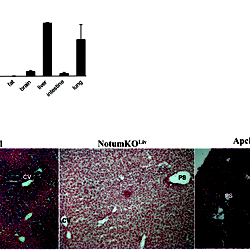 Pattern of Notum expression.
