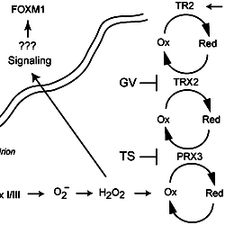 Cooperative effects of GV and TS on the TR2/TRX2/PRX3 antioxidant network.