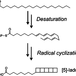 Structure of C20 [5]-ladderane fatty acid, and the proposed major steps ...