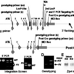 Structures of the pre- and post-Cre floxed mouse Zip4 gene and ...