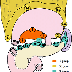 Classification of lymph node groups based on anatomical location.