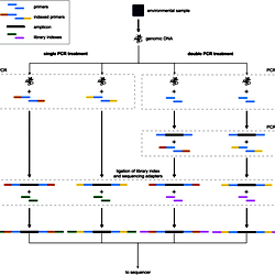 Schematic illustration of study design.