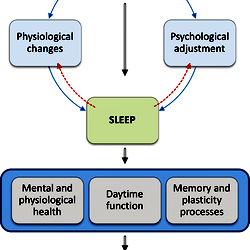 Schematic representation of the how sleep changes in stroke might ...