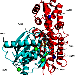 Distribution of the selected GCK mutations.