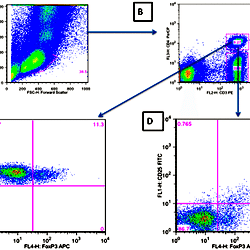 Gating strategy employed to determine the percentage of CD3+CD4+FOXP3 ...